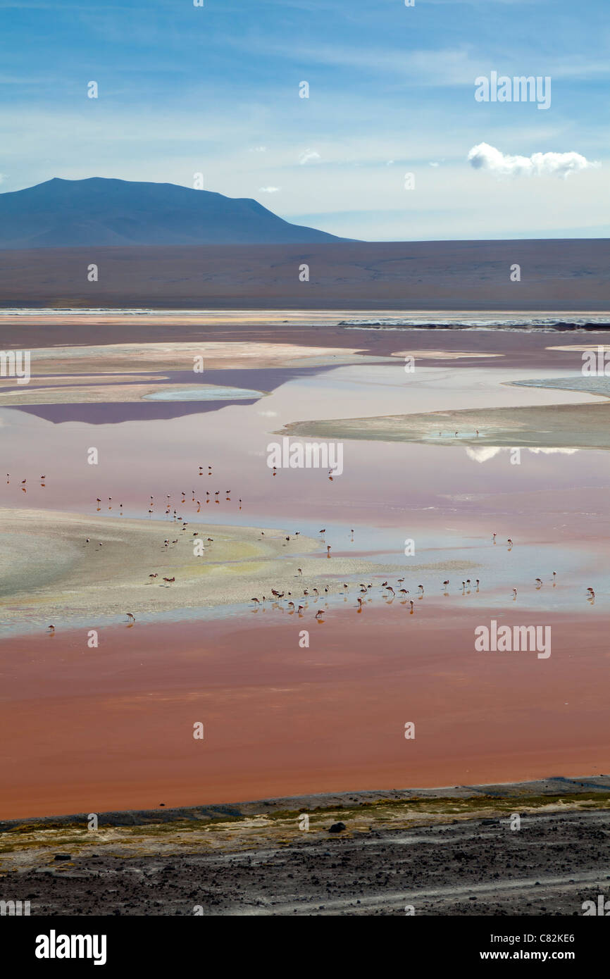 The stunning Laguna Colorada (Red Lagoon) in the Bolivian Altiplano ...
