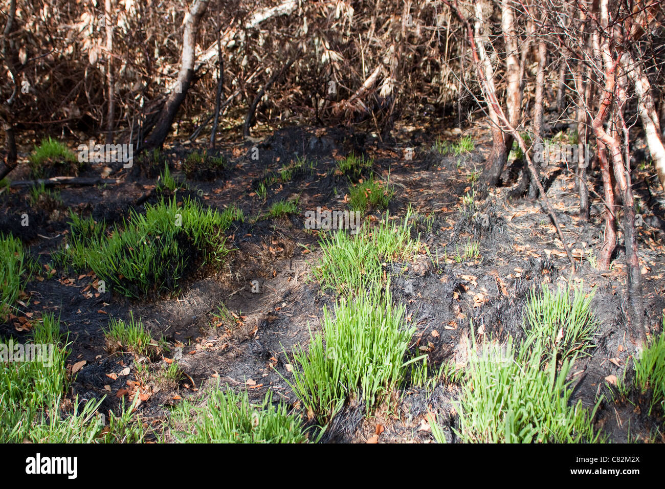 Plants regrowing in Swinley Forest after the forest fire Stock Photo ...