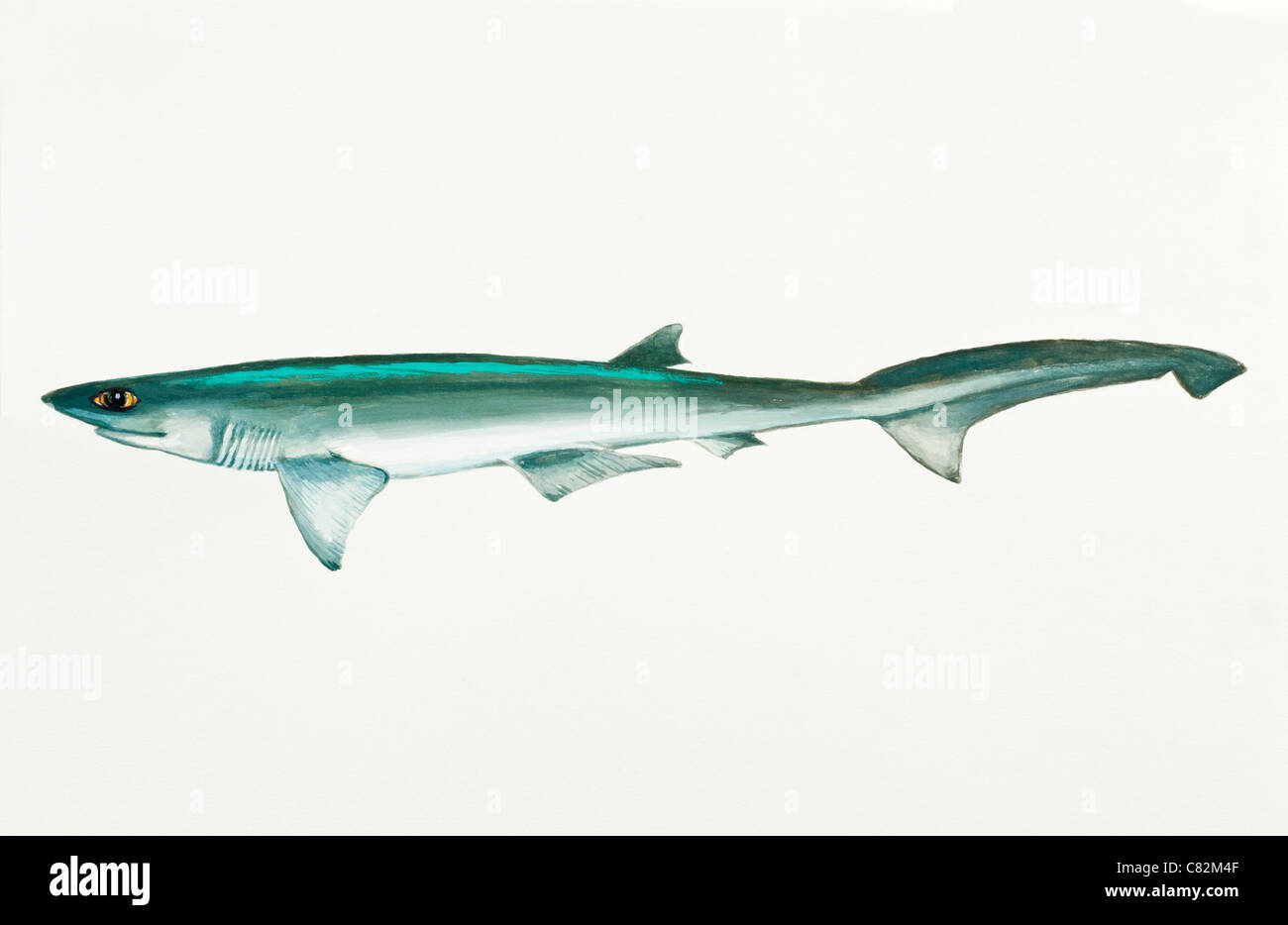 Sevengill shark hi-res stock photography and images - Alamy