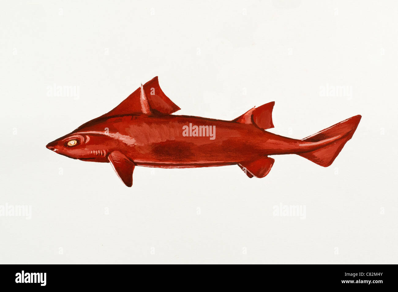 Angular roughshark hi-res stock photography and images - Alamy