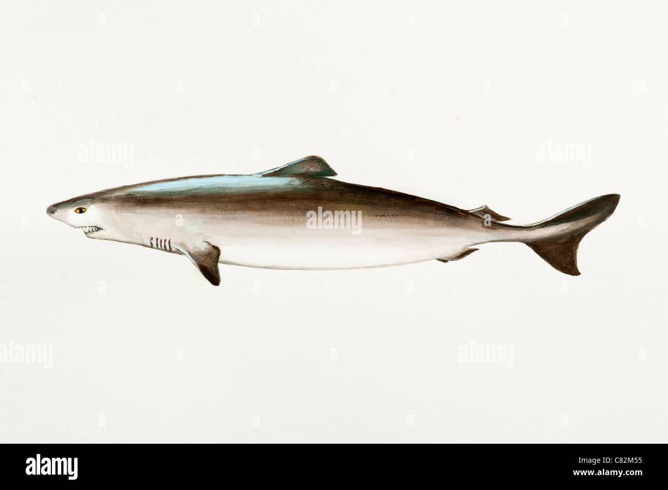 Little Sleeper Shark Somniosus rostratus Somniosidae Stock Photo - Alamy