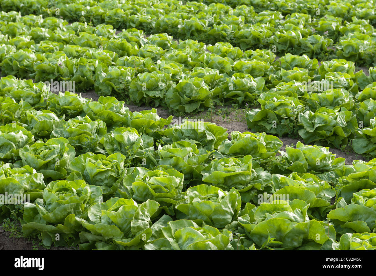 Rows of organically grown iceberg lettuce, Lactuca spp, source of ...
