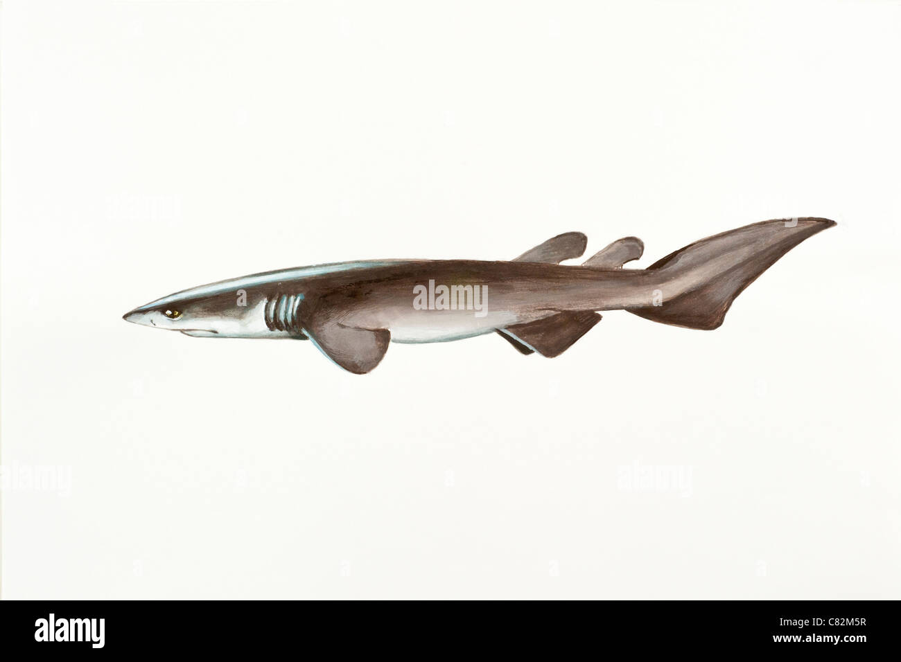 Bramble shark Echinorhinus brucus, Squatinidae Stock Photo - Alamy