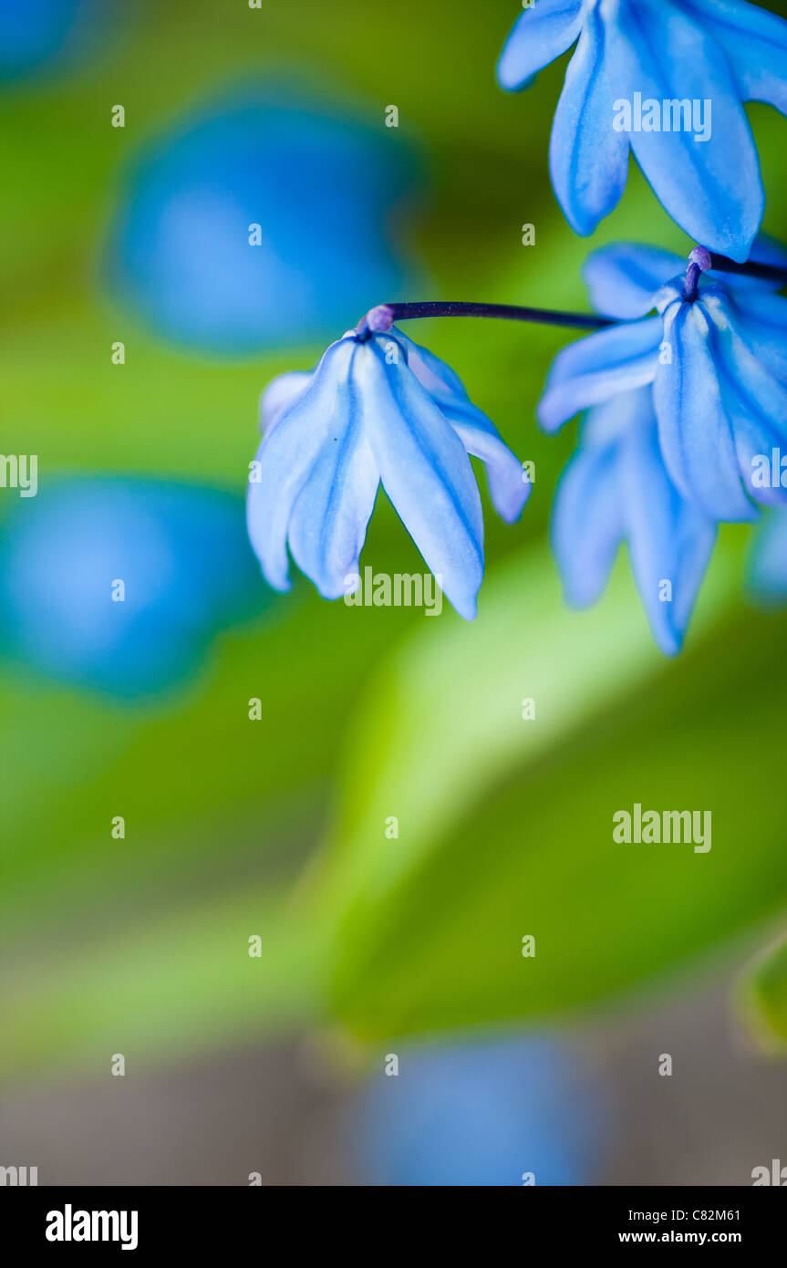 Spring blue flowers (Scilla Sibirica Stock Photo - Alamy