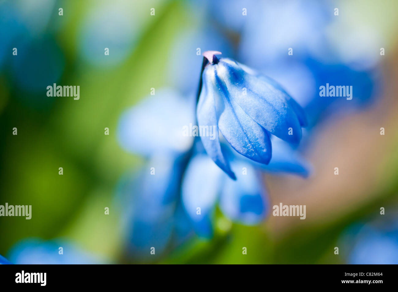 Spring blue flowers (Scilla Sibirica Stock Photo - Alamy