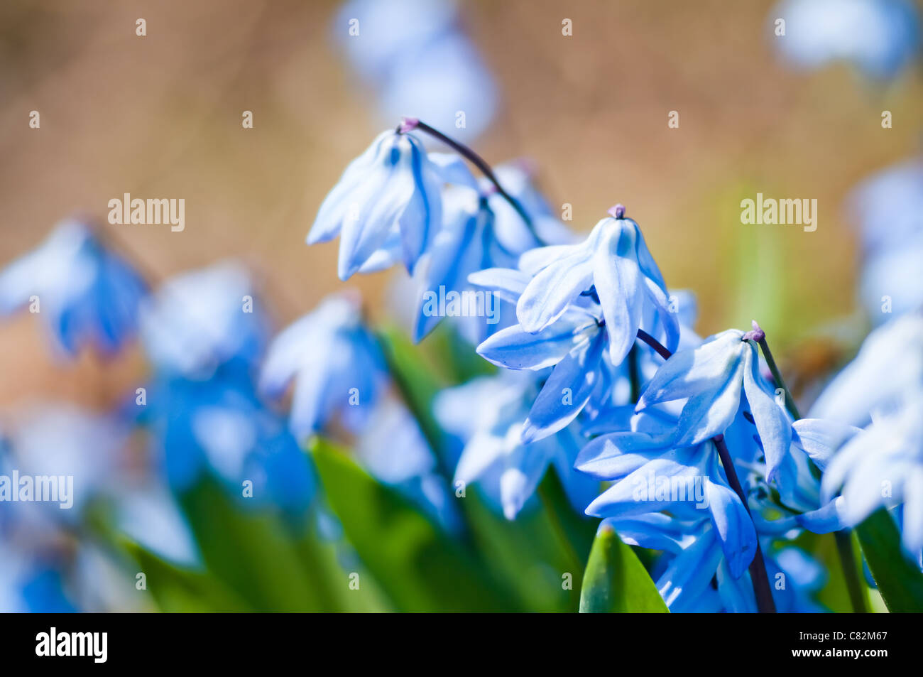 Spring blue flowers (Scilla Sibirica Stock Photo - Alamy