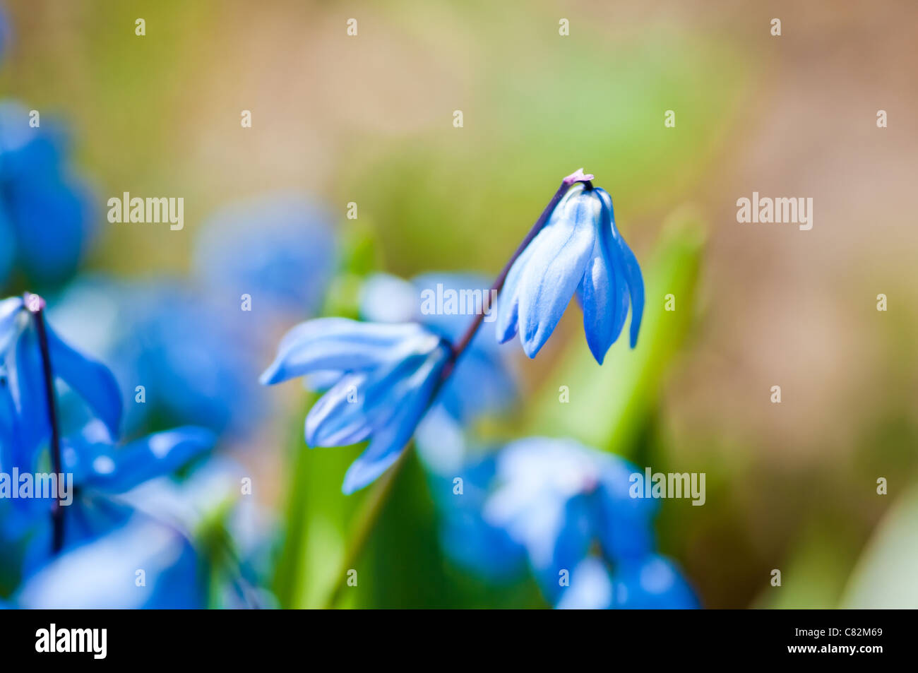 Spring blue flowers (Scilla Sibirica Stock Photo - Alamy