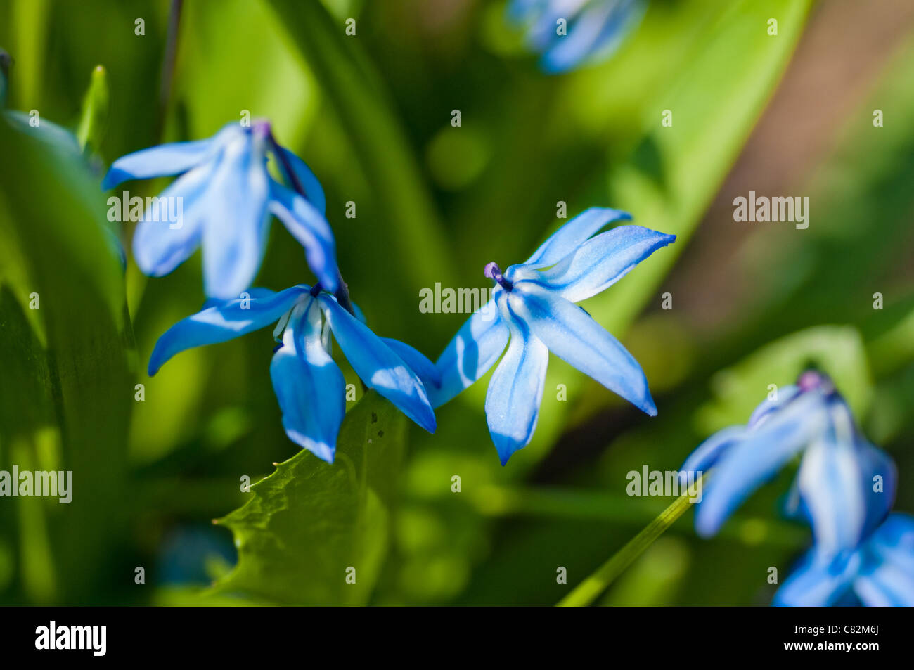 Spring blue flowers (Scilla Sibirica Stock Photo - Alamy
