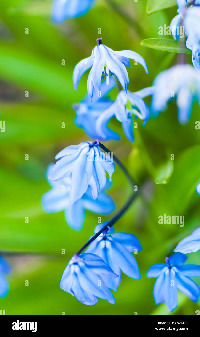 Spring blue flowers (Scilla Sibirica Stock Photo - Alamy