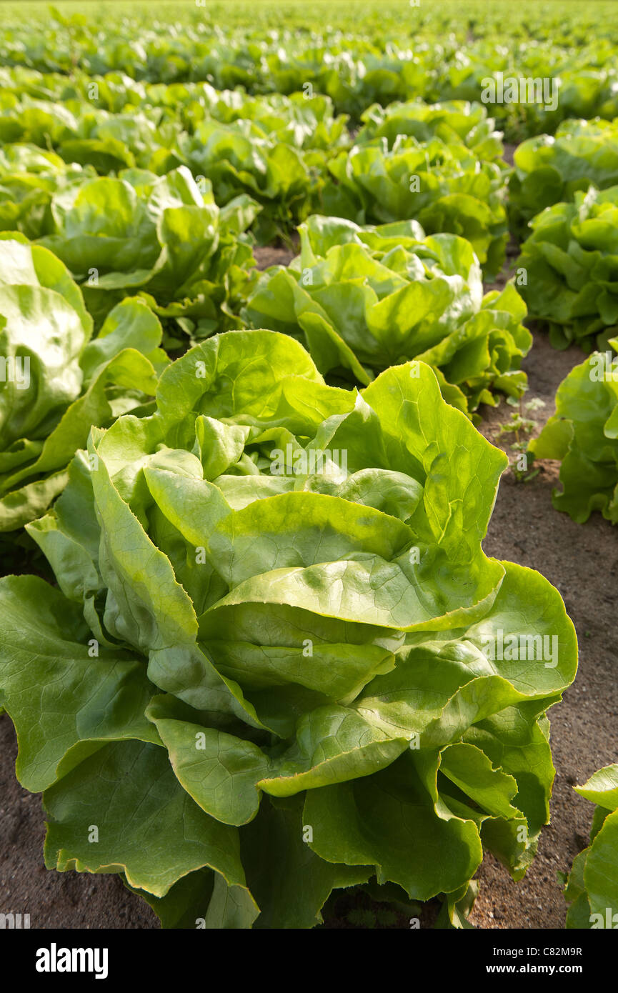 Lactuca spp hi-res stock photography and images - Alamy