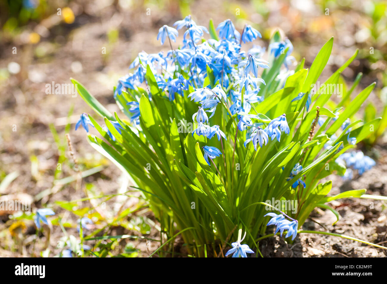 Spring blue flowers (Scilla Sibirica Stock Photo - Alamy