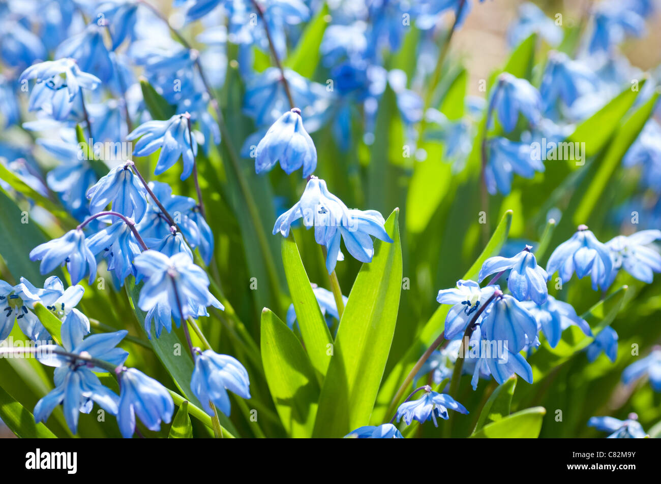Spring blue flowers (Scilla Sibirica Stock Photo - Alamy