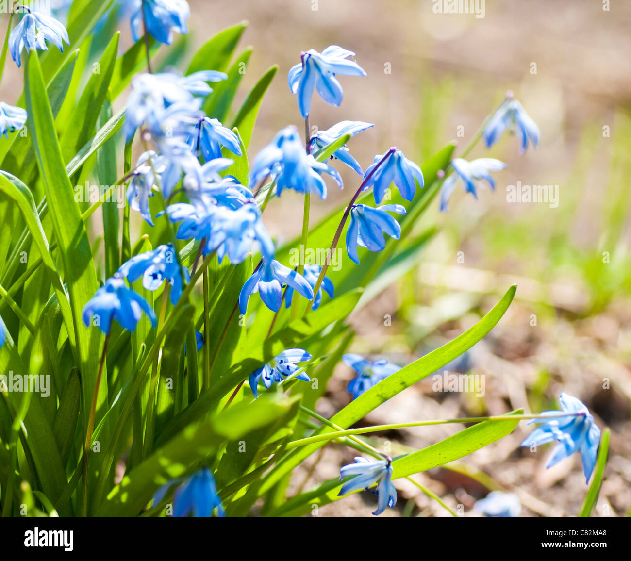 Spring blue flowers (Scilla Sibirica Stock Photo - Alamy