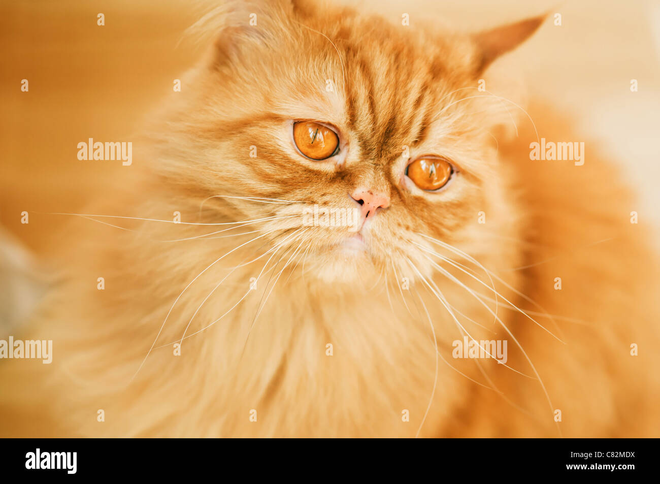 Red cat breed Selkirk rex Stock Photo - Alamy
