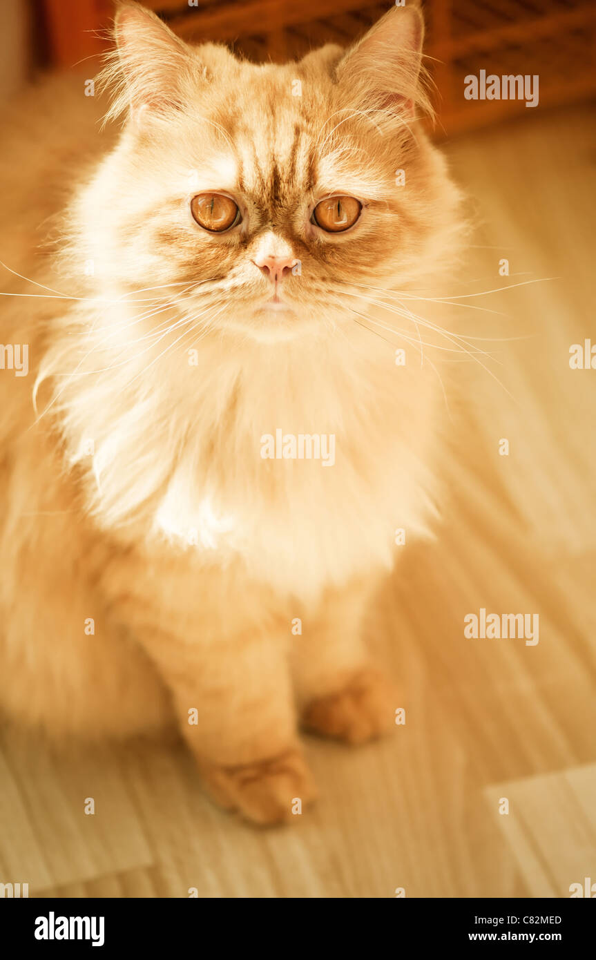 Red cat breed Selkirk rex Stock Photo - Alamy
