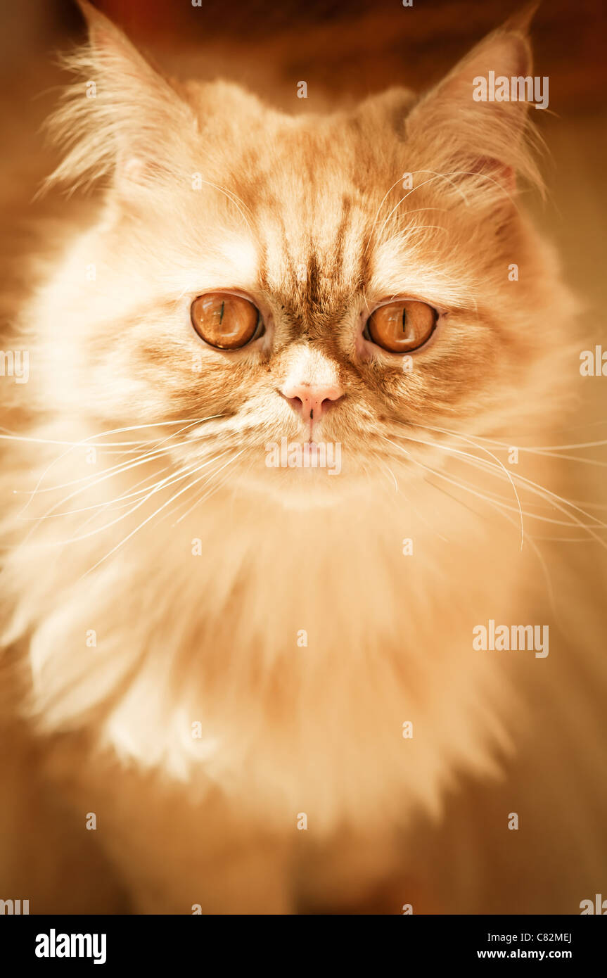 Red cat breed Selkirk rex Stock Photo - Alamy