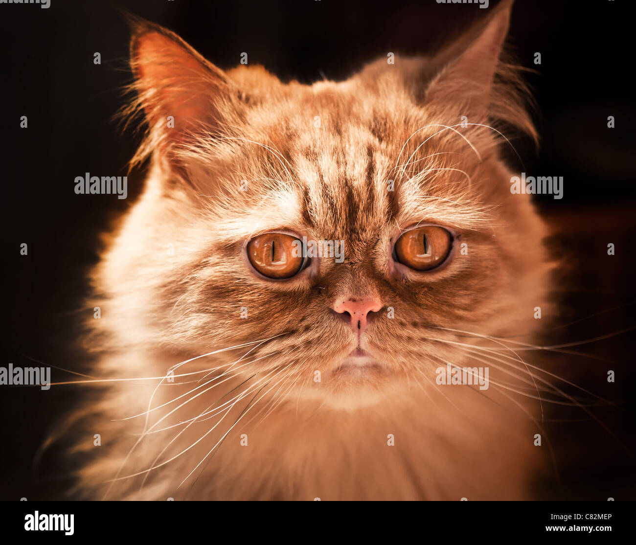 Red cat breed Selkirk rex Stock Photo - Alamy