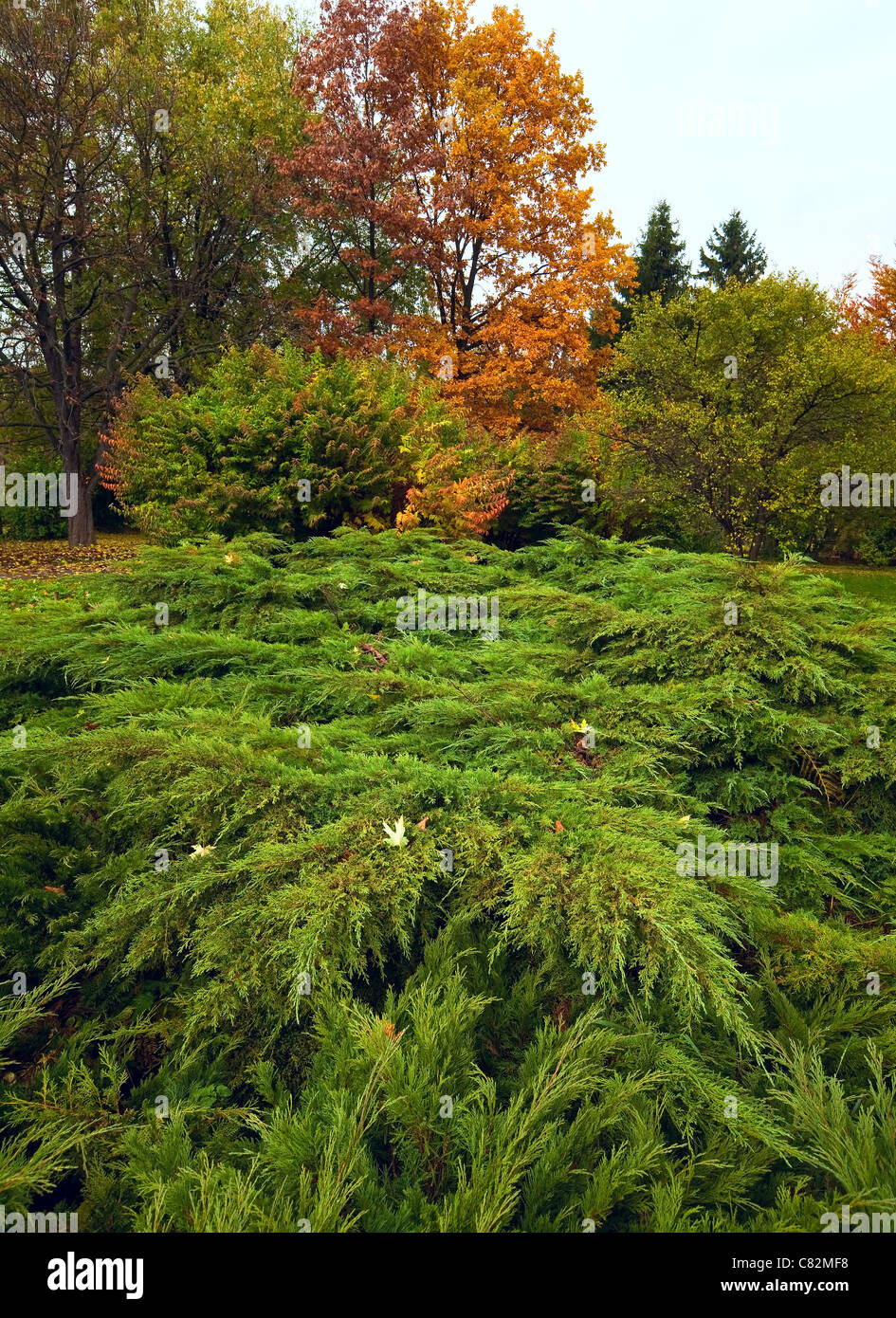 Evergreen bush and colorful trees in autumn city park Stock Photo - Alamy
