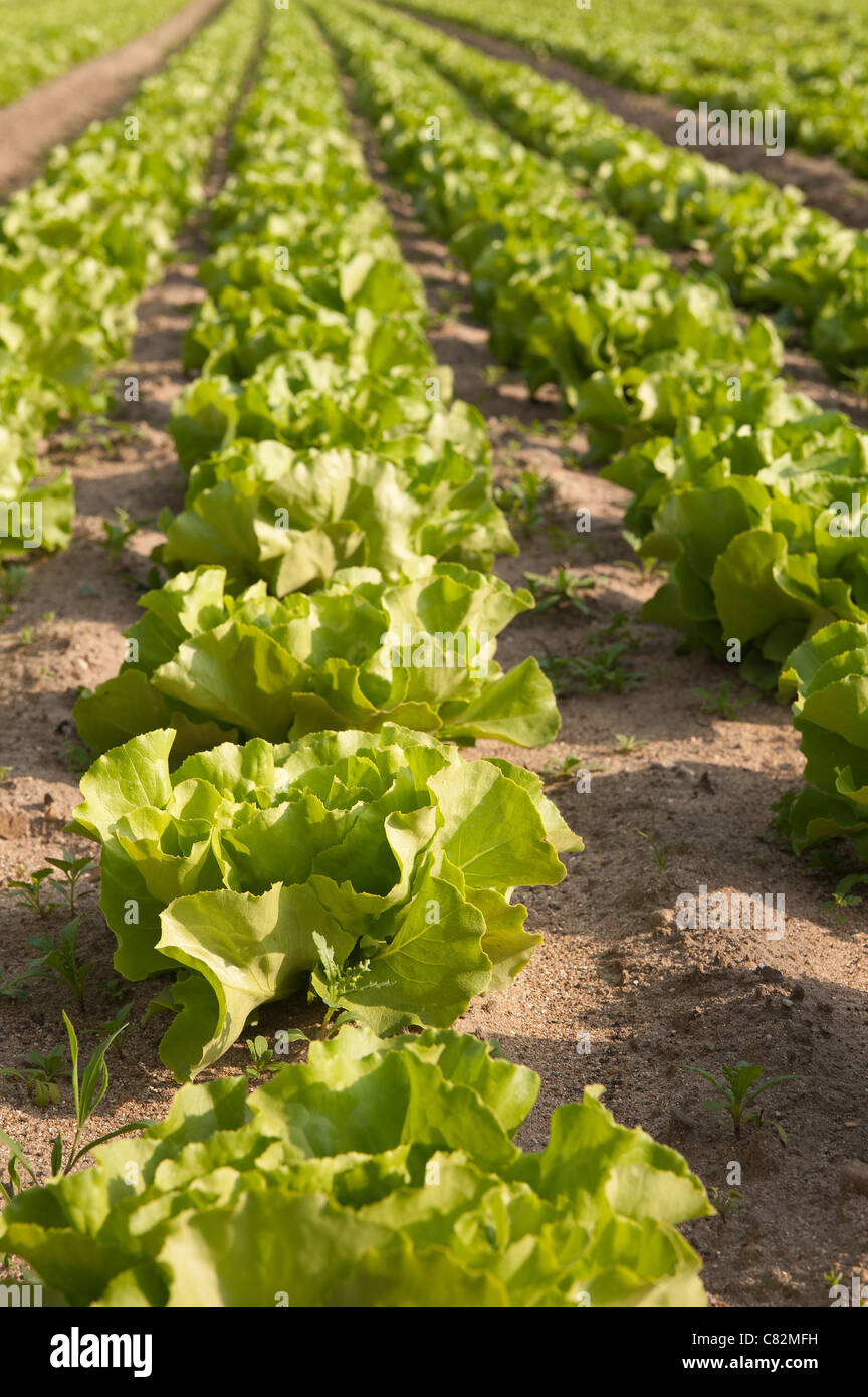 Lactuca spp hi-res stock photography and images - Alamy