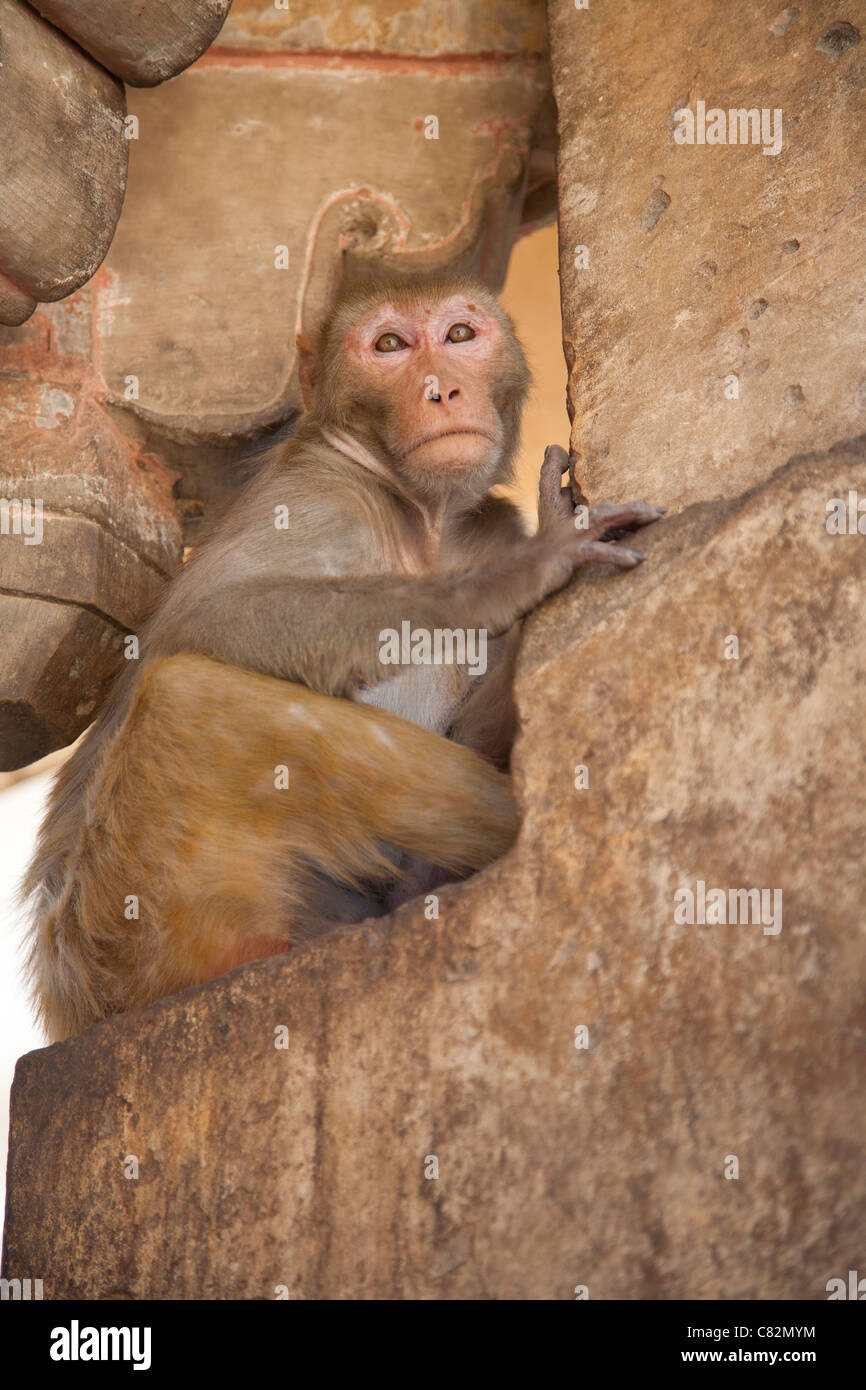 Male monkey at the Galta temple in India Stock Photo - Alamy
