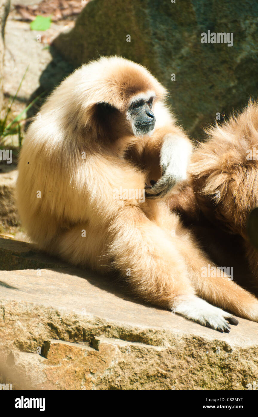 White-Handed Gibbon Sitting Down Stock Photo - Alamy