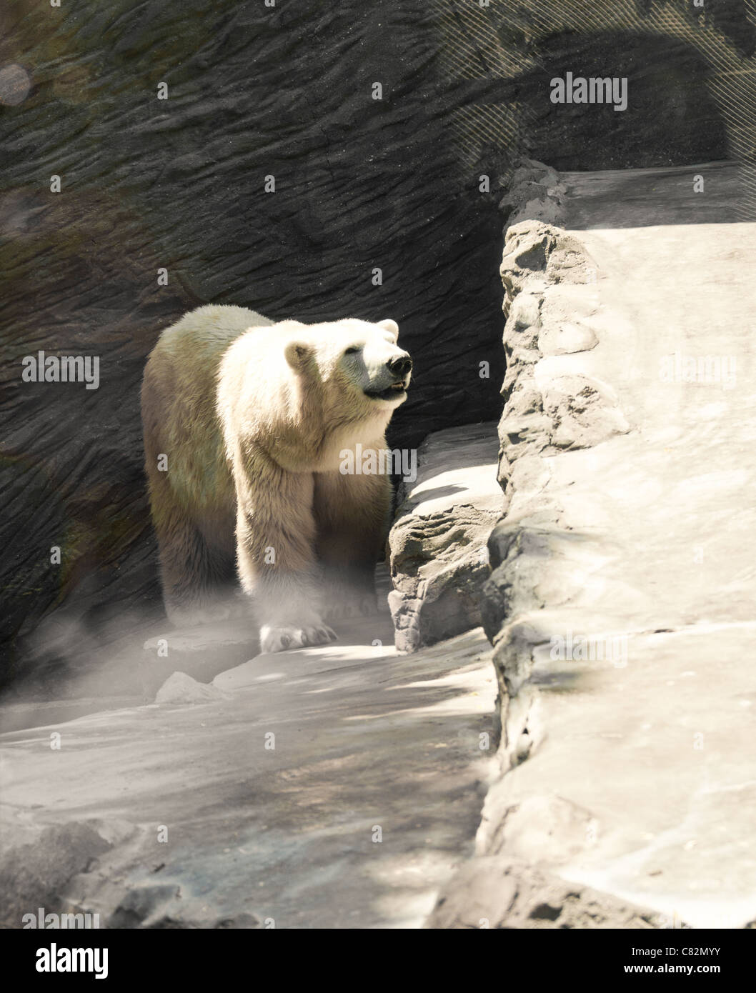 White bear face hi-res stock photography and images - Alamy