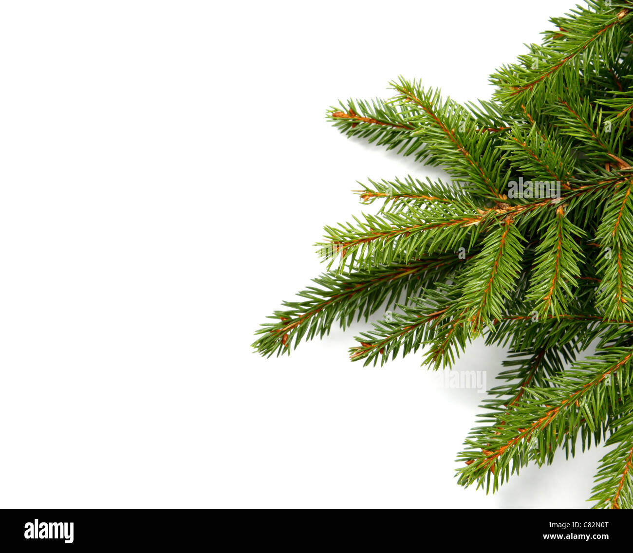Thick spruce hi-res stock photography and images - Alamy