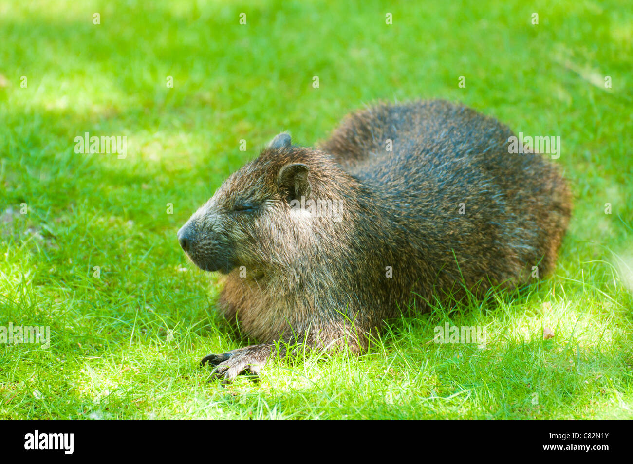 Desmarest's Hutia, Capromys pilorides (Cuban Hutia Stock Photo - Alamy