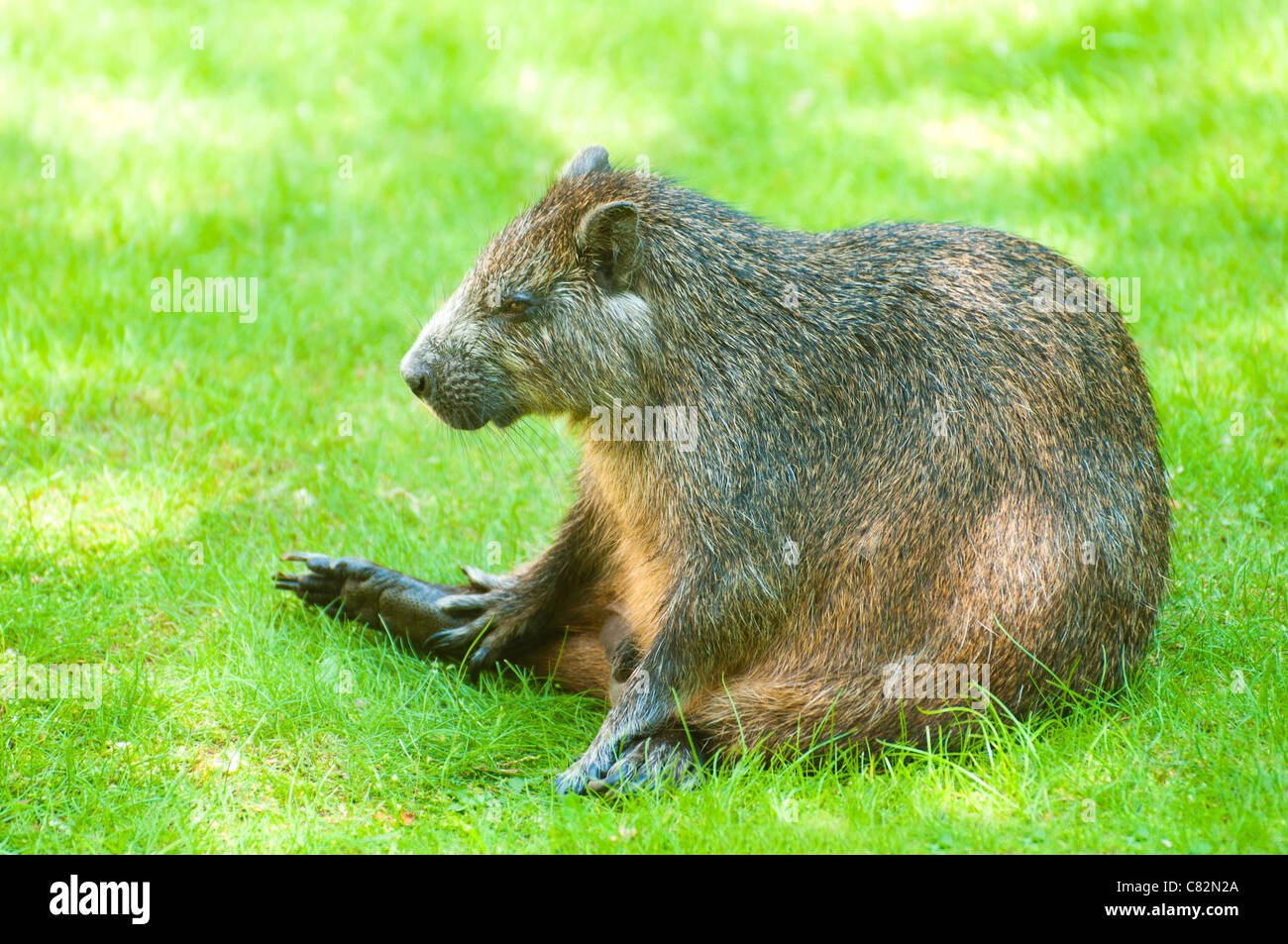 Desmarest's Hutia, Capromys pilorides (Cuban Hutia Stock Photo - Alamy