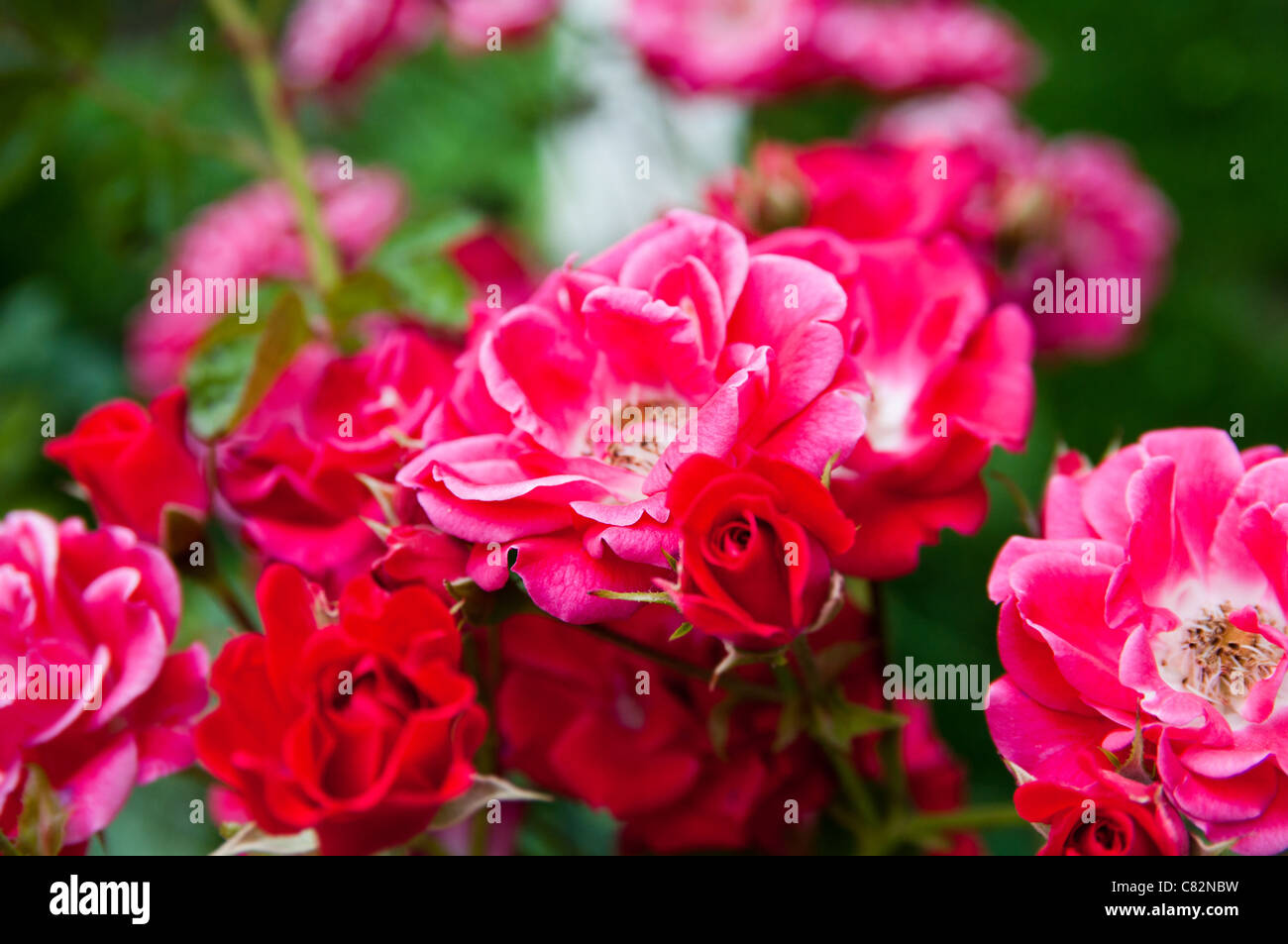 Beautiful pink rose in a garden Stock Photo - Alamy