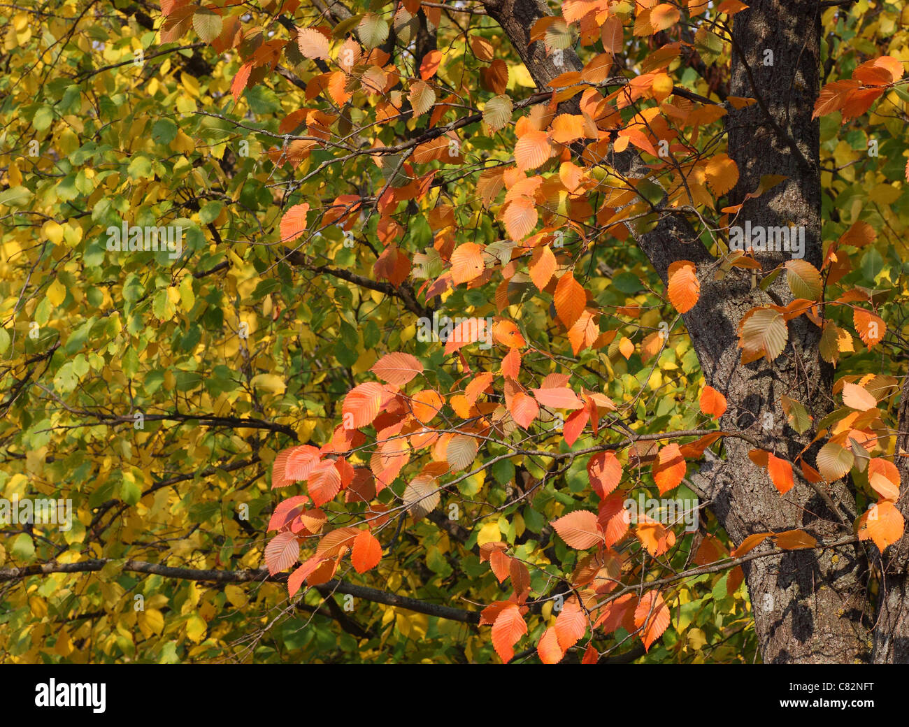 autumnal colors: trees in park Stock Photo - Alamy