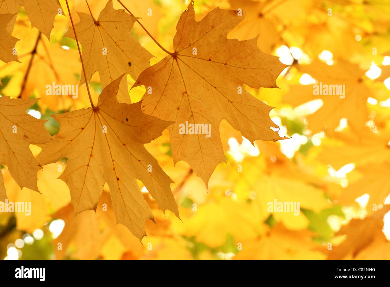 maple tree foliage at autumn Stock Photo - Alamy