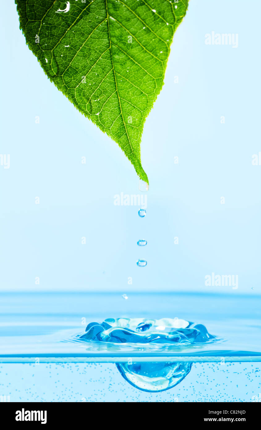 Green leaf with water droplet over water reflection Stock Photo - Alamy