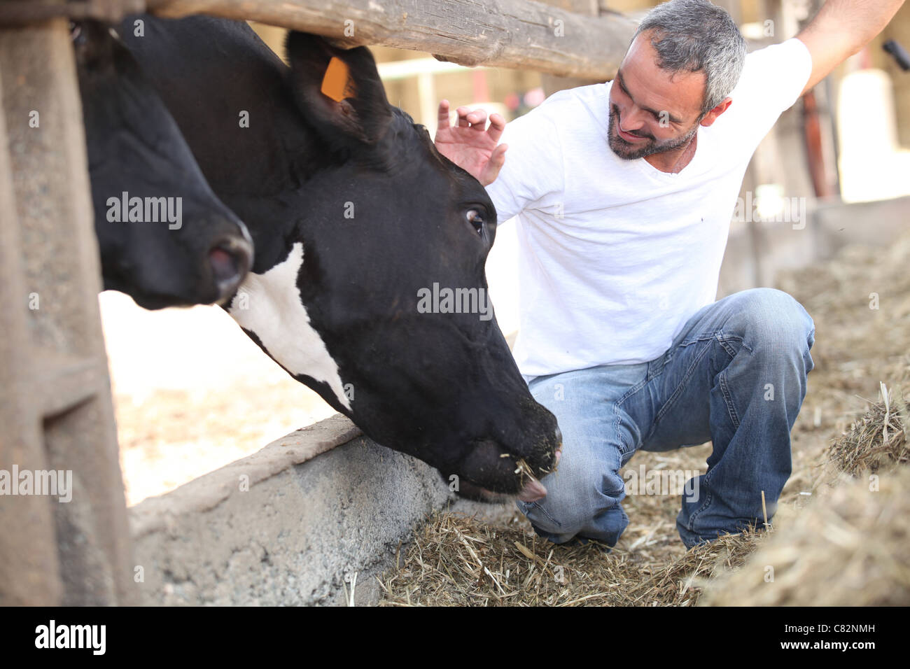 man stroking cow Stock Photo - Alamy