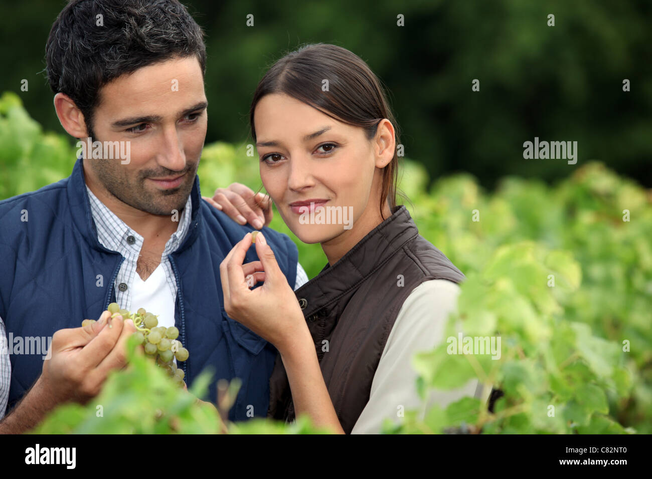 Man eating grapes in vineyard hi-res stock photography and images - Alamy