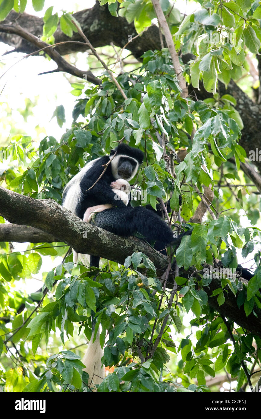 colobus monkey om tree top, national park, Ethiopia Stock Photo - Alamy