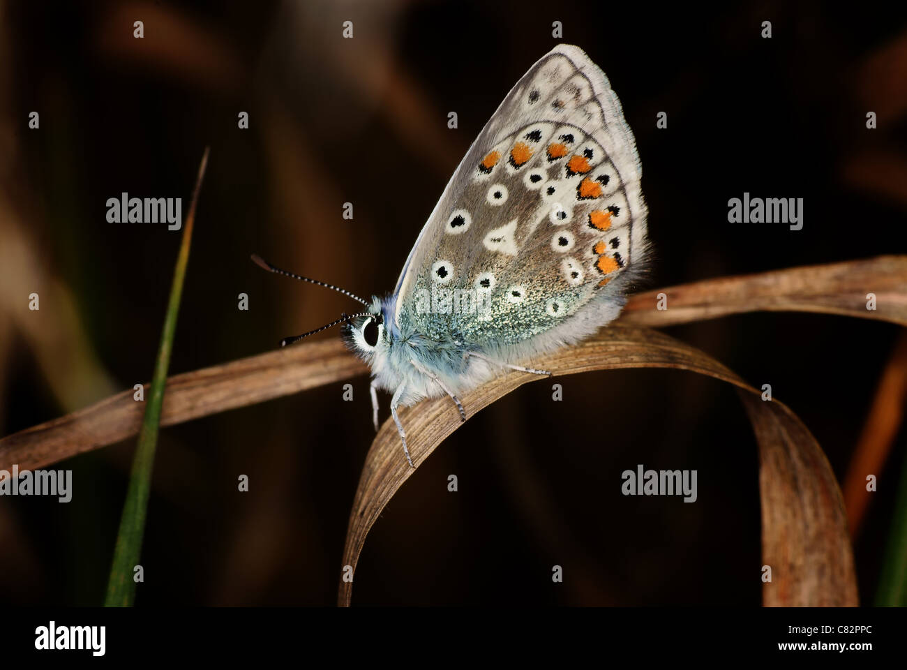 Small Blue Butterfly Stock Photo - Alamy