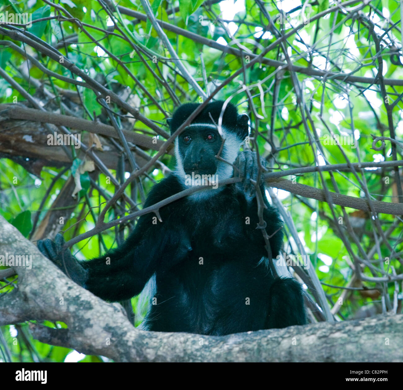 colobus monkey om tree top, national park, Ethiopia Stock Photo - Alamy