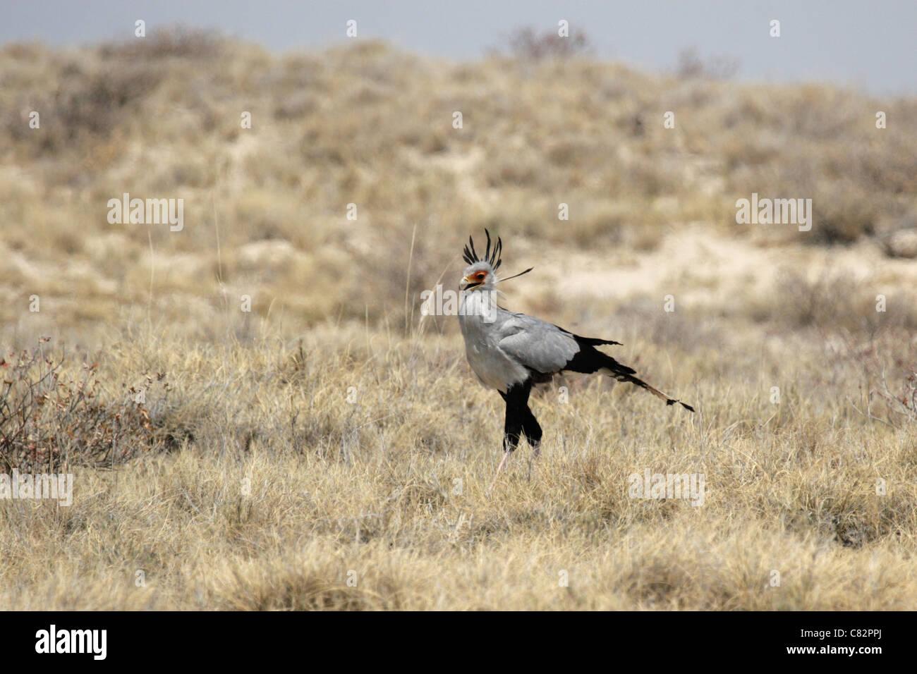 Secretary Bird (Sagittarius serpentarius) in the Etosha National Park ...
