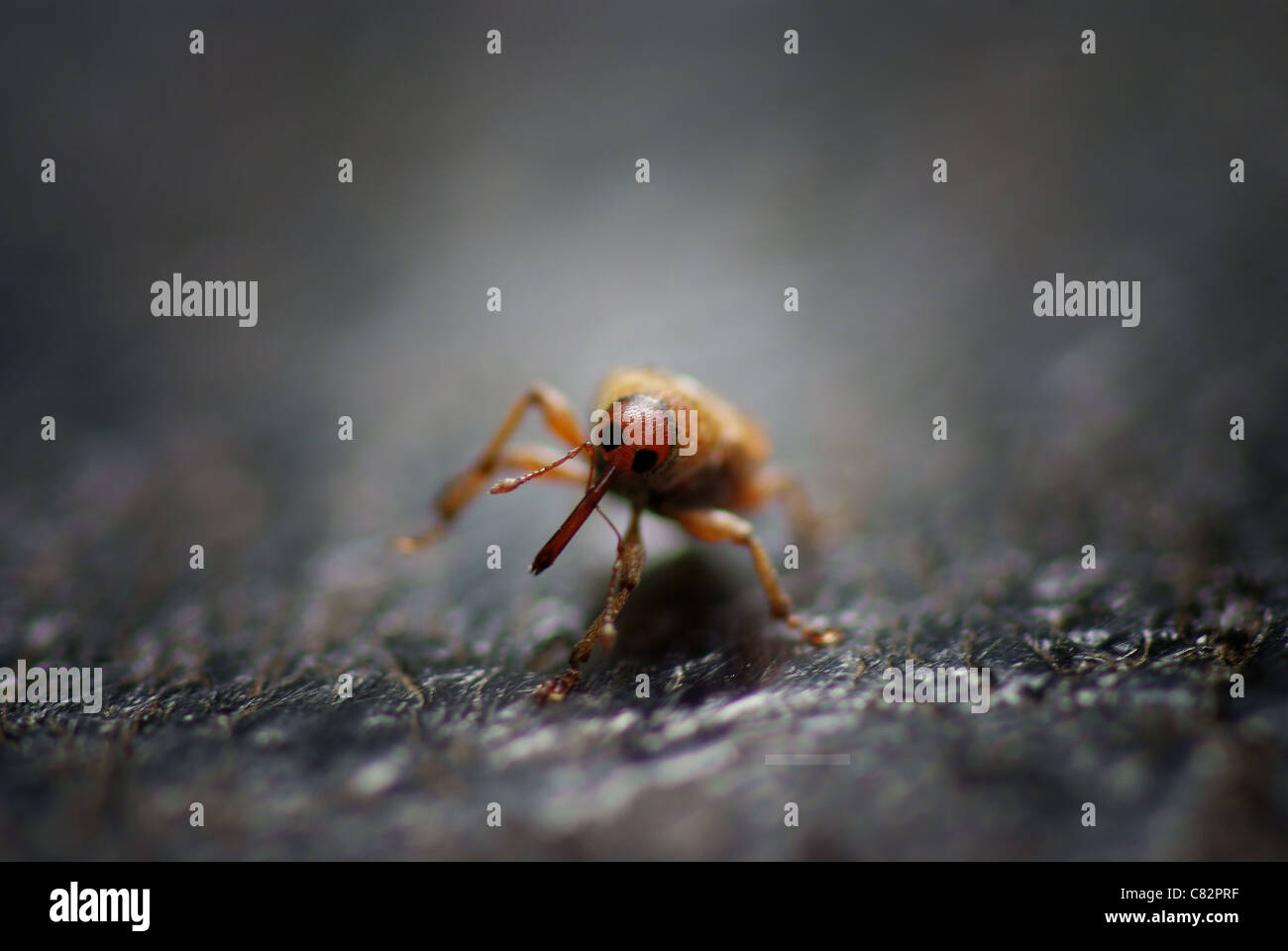 Close up view of a Weevil Stock Photo - Alamy