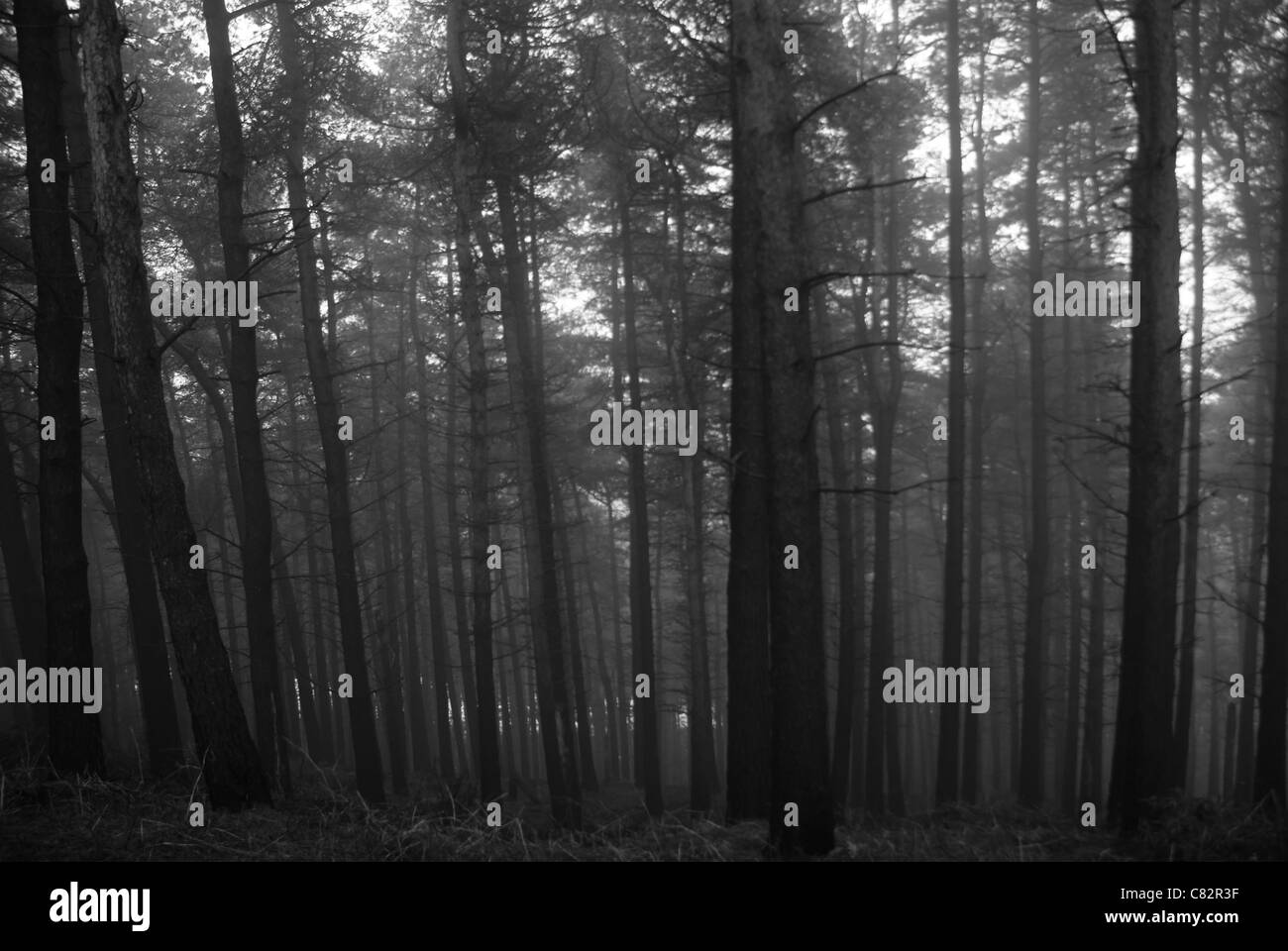 Woodland fog hi-res stock photography and images - Alamy