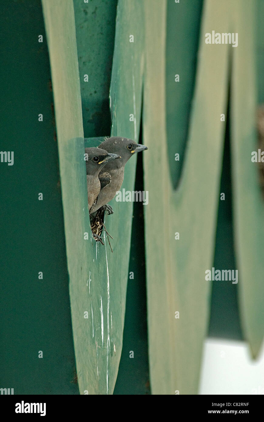 Fledgling house swifts on a Thai hotel Stock Photo - Alamy