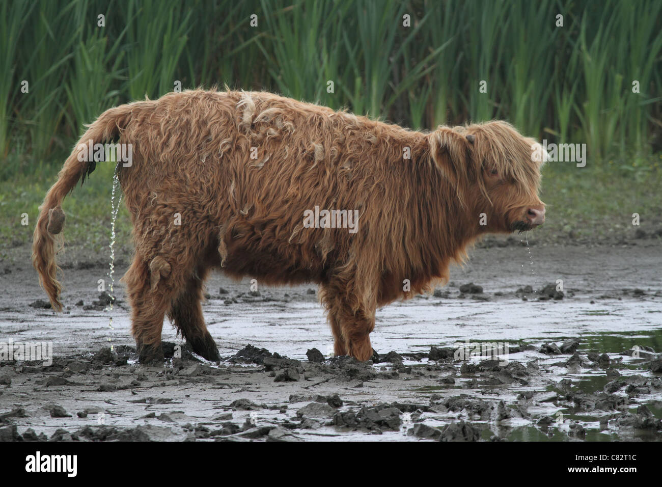 Highland cattle in muddy water Stock Photo - Alamy