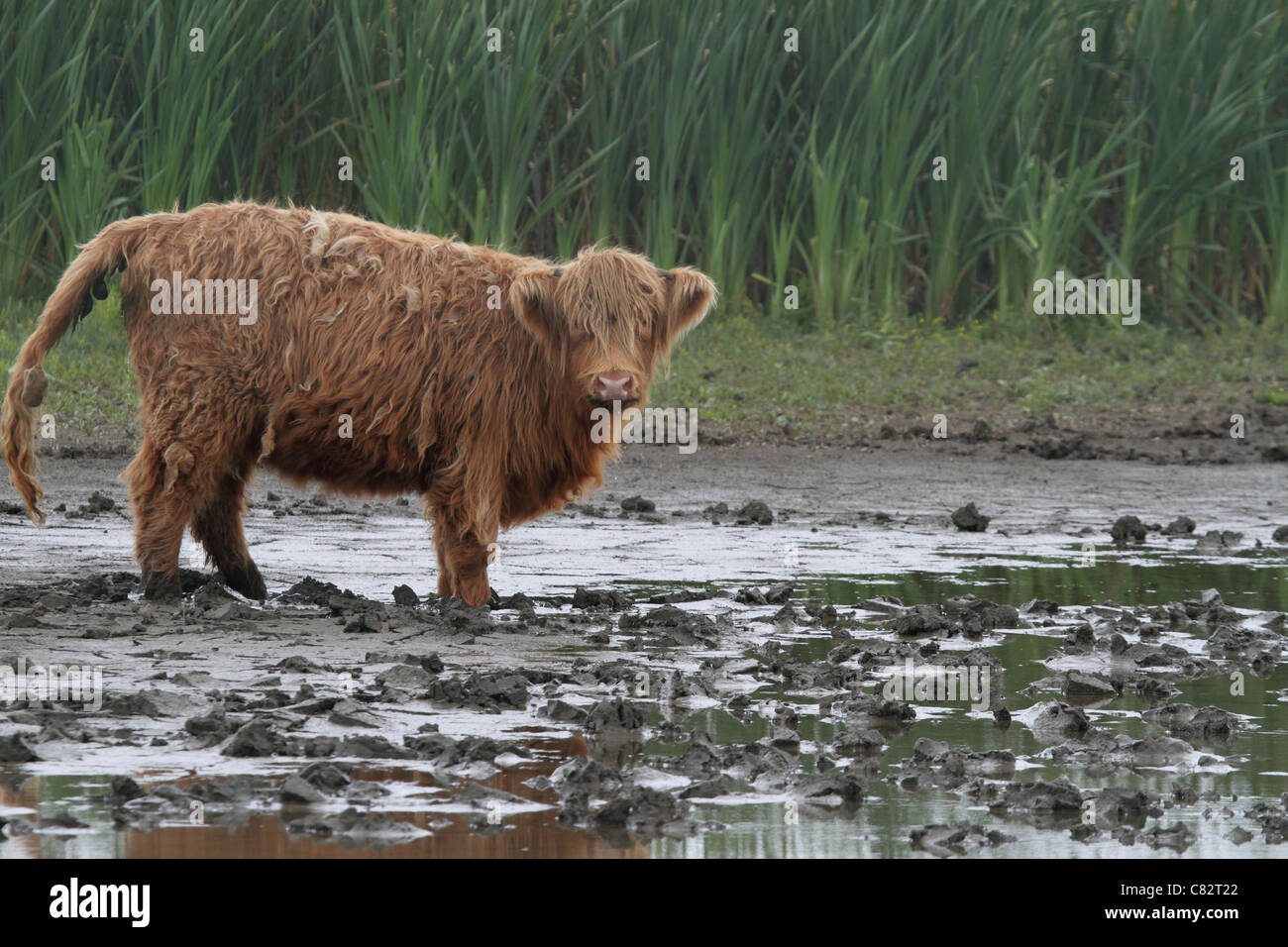 Highland cattle in muddy water Stock Photo - Alamy