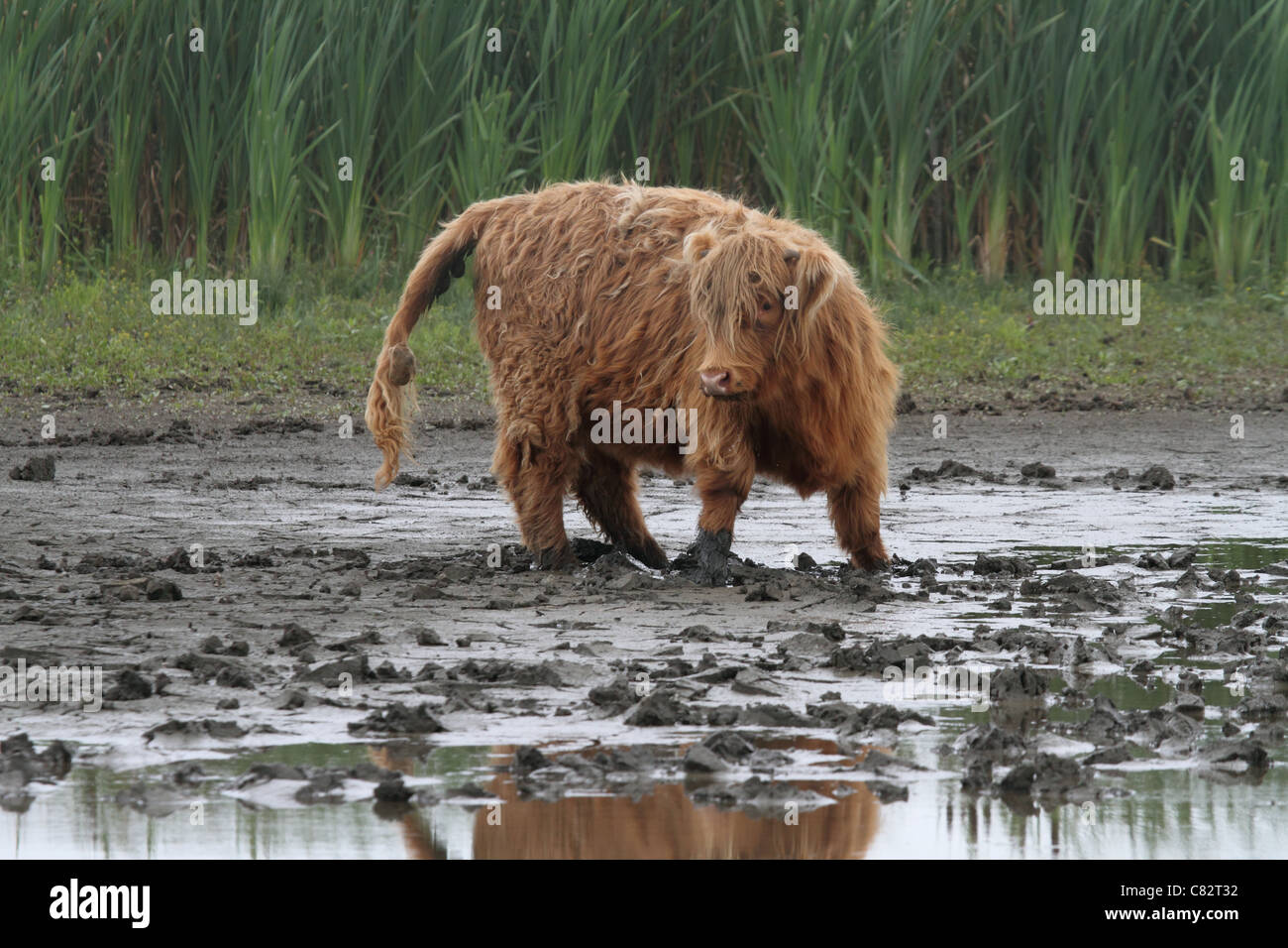 Highland cattle in muddy water Stock Photo - Alamy