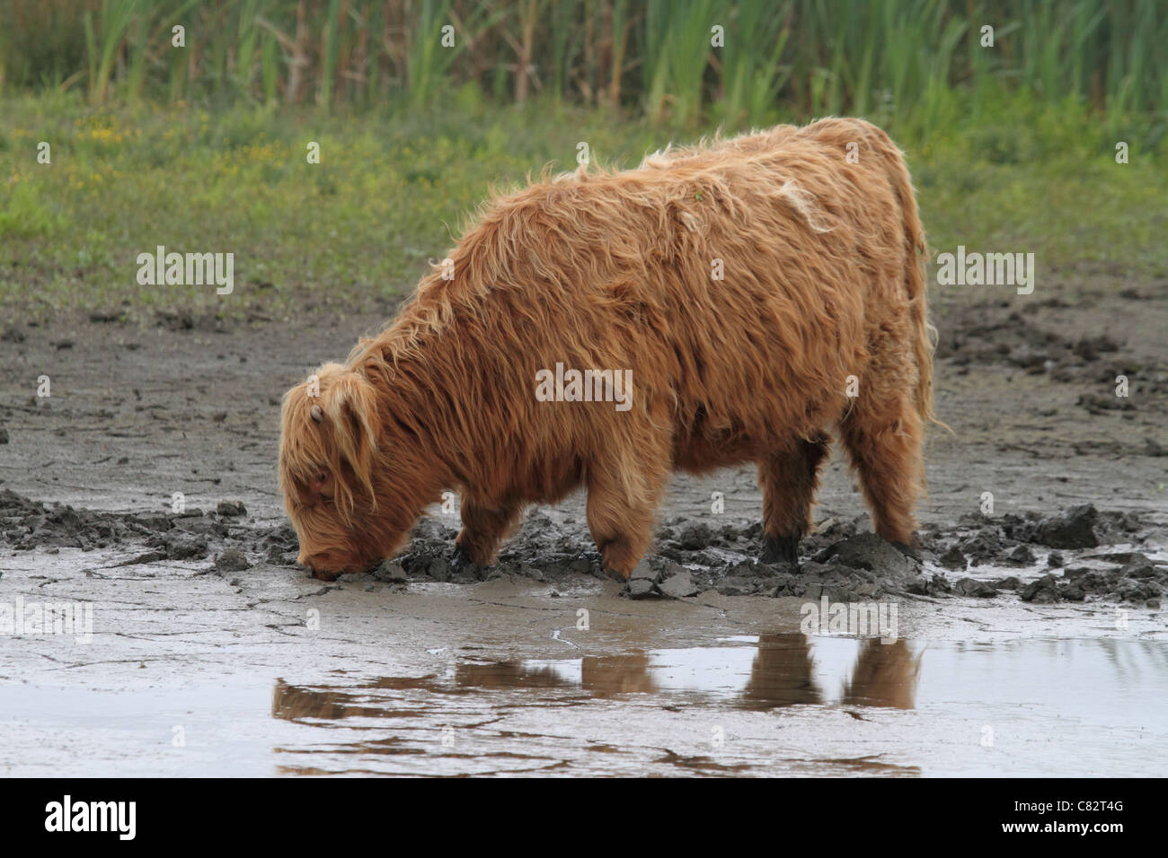 Highland Cow In Water High Resolution Stock Photography and Images - Alamy