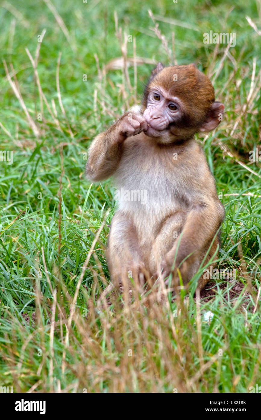 Little Monkey munching on some grass in Trentham Gardens, UK Stock ...