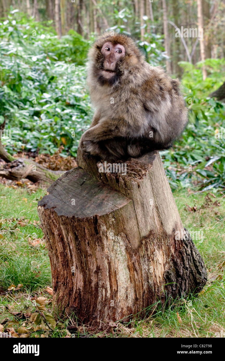 Mating monkeys hi-res stock photography and images - Alamy