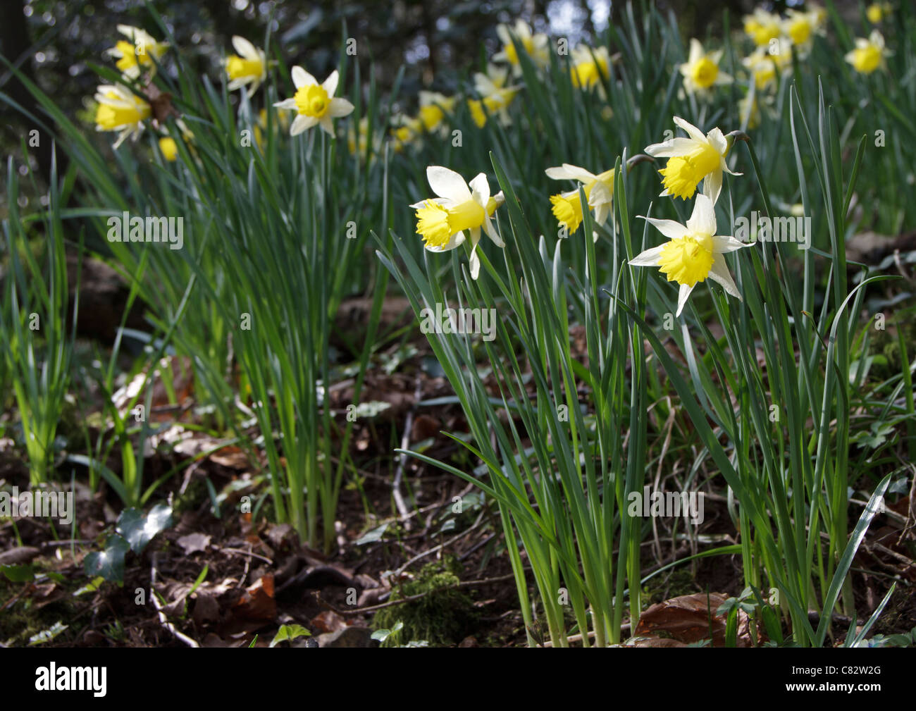 Wild daffodil (Narcissus pseudonarcissus Stock Photo - Alamy