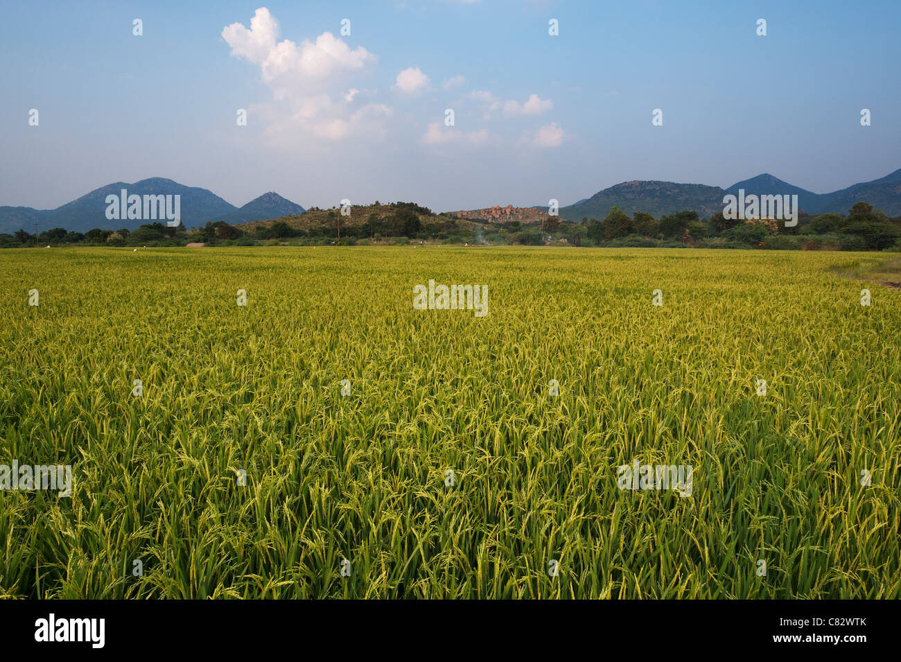 Rice Paddy in the indian countryside in the early morning. Andhra ...